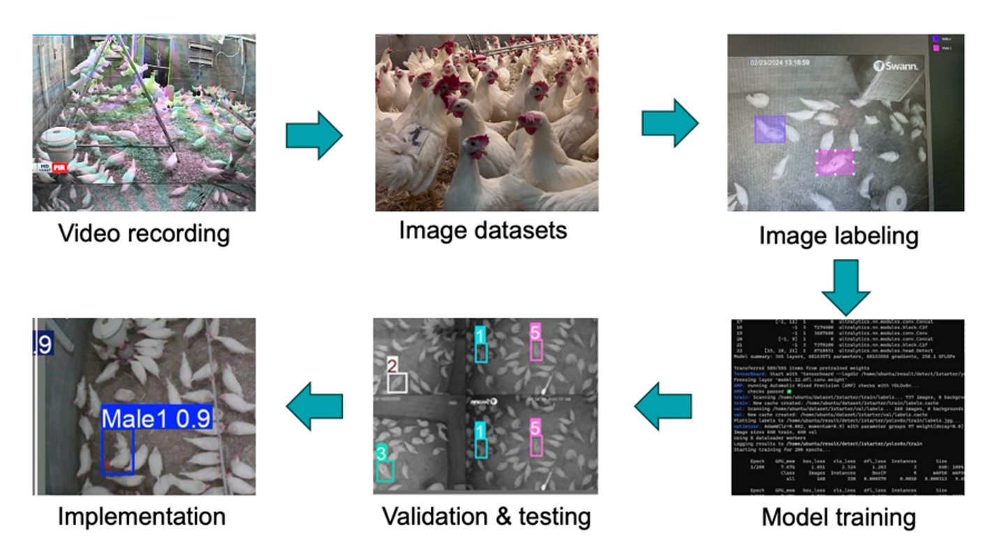 Machine Vision Technologies for Automatic Identification of Male and ...
