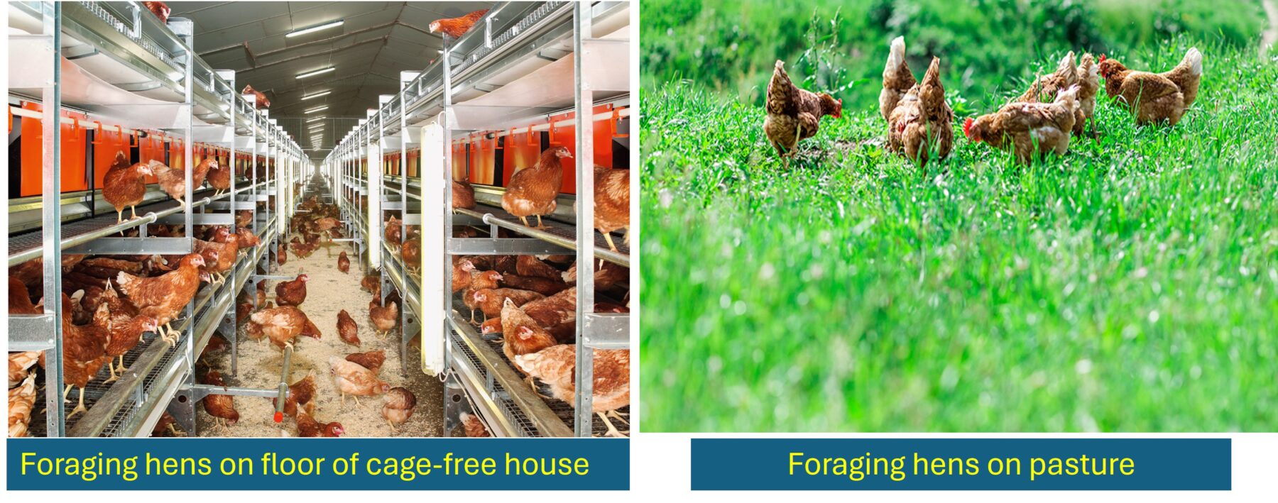 Monitoring Foraging Behavior of Cage-free Hens with Deep Learning ...