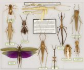 Display Drawers | UGA Collection of Arthropods