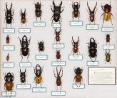 Display Drawers | UGA Collection of Arthropods