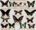 Display Drawers | UGA Collection of Arthropods